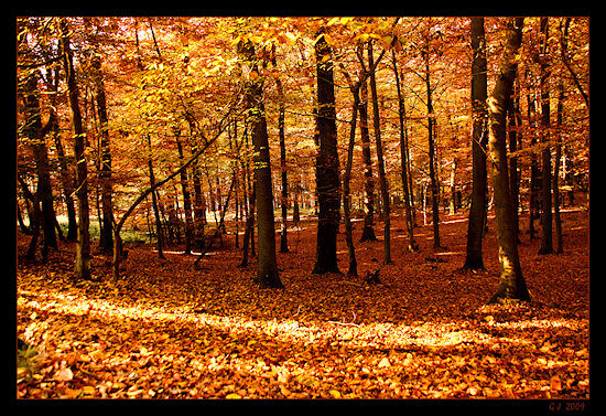 Ein herrlicher Herbstspaziergang